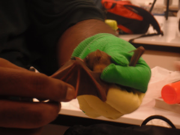 Common Fruit Bat | Project Noah