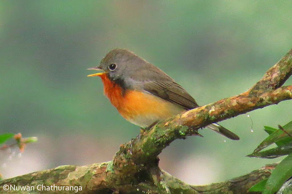 Kashmir flycatcher | Project Noah