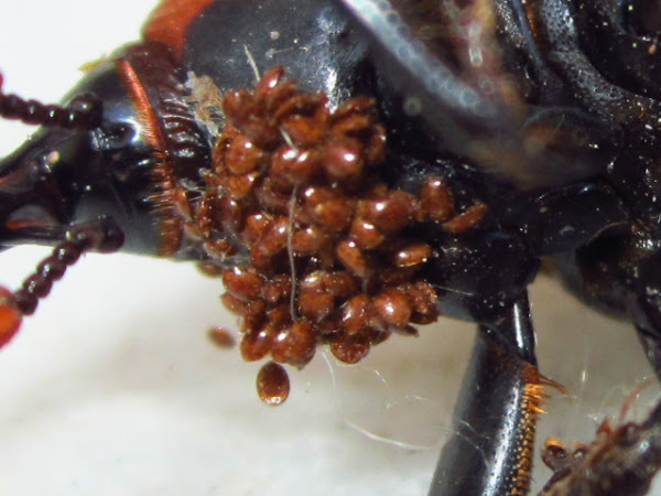 Red Palm Weevil with mite | Project Noah