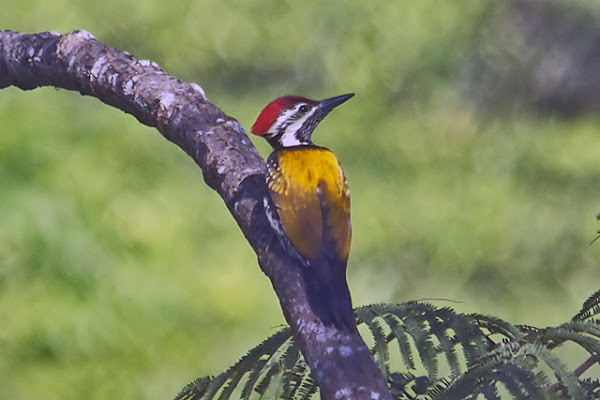 Black-rumped Flameback | Project Noah