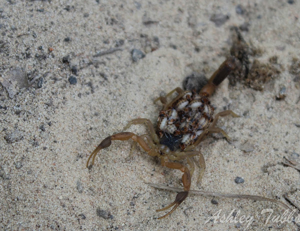Striped Bark Scorpion with babies | Project Noah