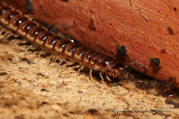 Greenhouse Millipede | Project Noah