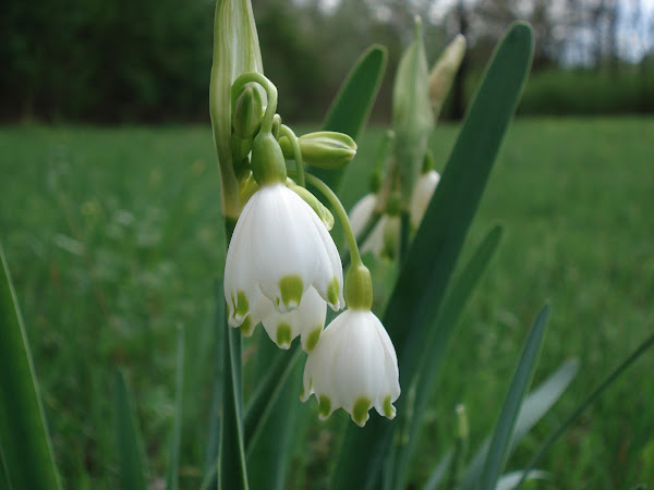 Drijemovac, ljetni drijemovac (Summer Snowflake) | Project Noah