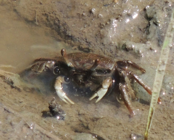 Atlantic Marsh Fiddler Crab | Project Noah