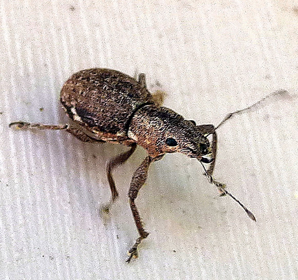 Fuller's Rose Weevil | Project Noah