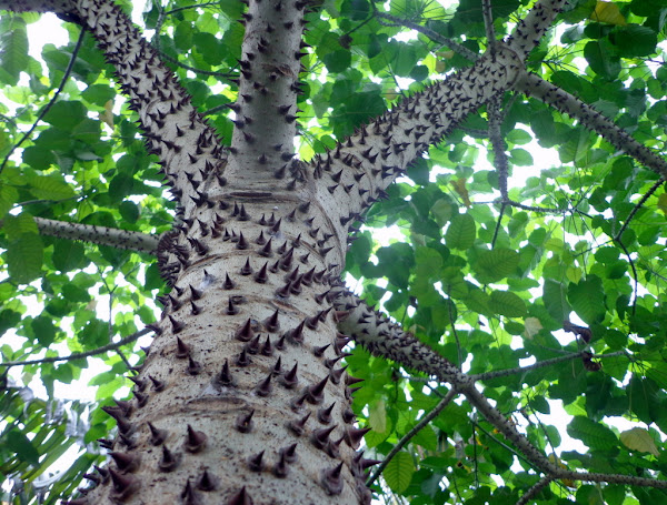 Tree of thorns | Project Noah