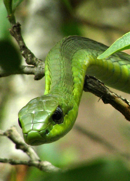 Boomslang | Project Noah