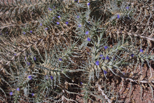 Blepharis | Project Noah