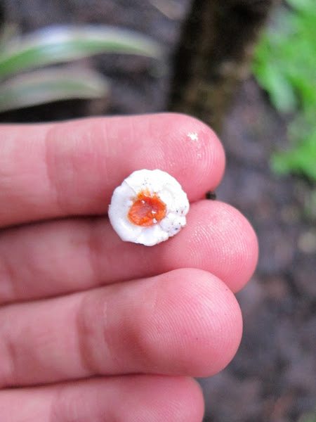 Wax Scale | Project Noah