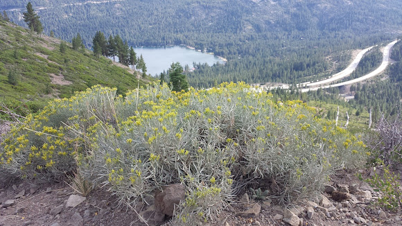 Mountain sagebrush | Project Noah