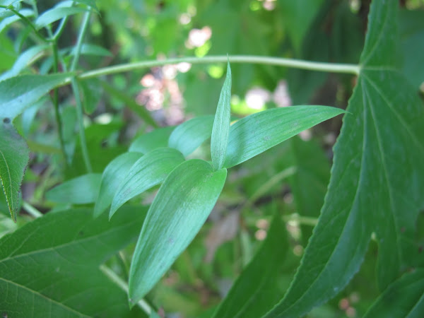 African Asparagus Fern | Project Noah