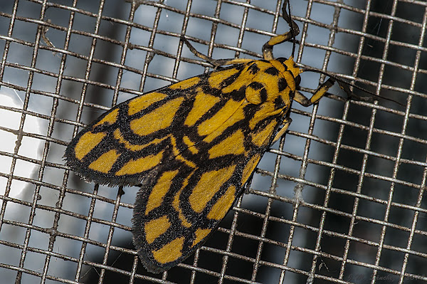 Asura Moth | Project Noah