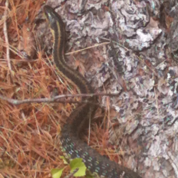 Eastern Garter snake | Project Noah