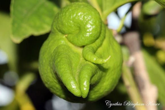 Lemon (irregular shape) | Project Noah