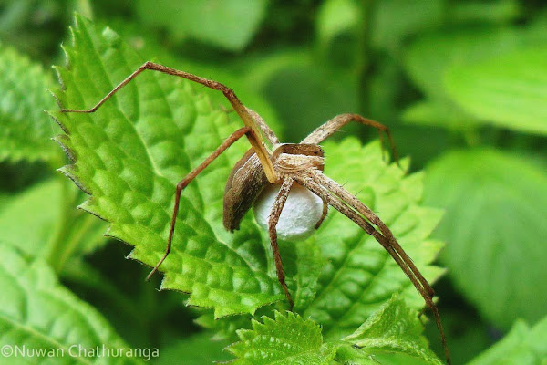 Water spider | Project Noah