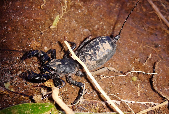 Vinegaroon or whip scorpion | Project Noah