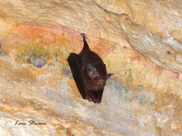 Sheath-tailed Bat or Sac-Winged Bat | Project Noah