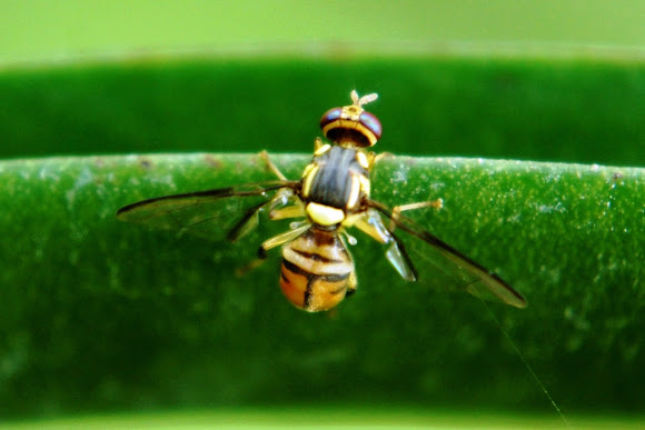 Fruit Fly | Project Noah