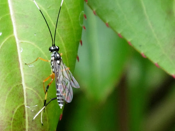 Lemon tree borer Wasp | Project Noah