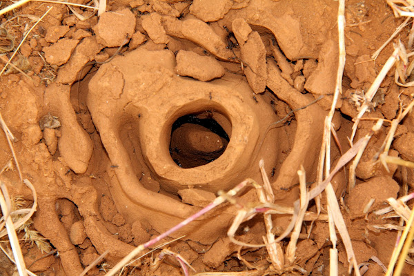 Harvester Ant nest | Project Noah