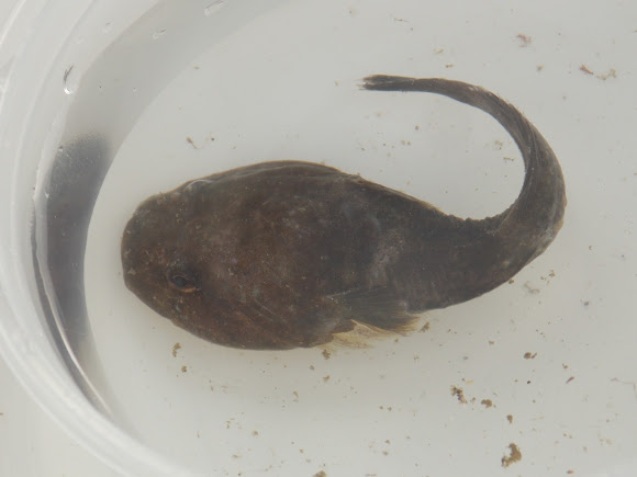 Northern Clingfish | Project Noah