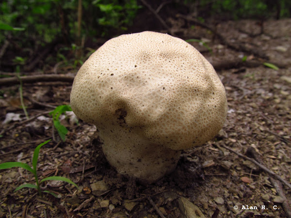 Skull-shaped puffball | Project Noah