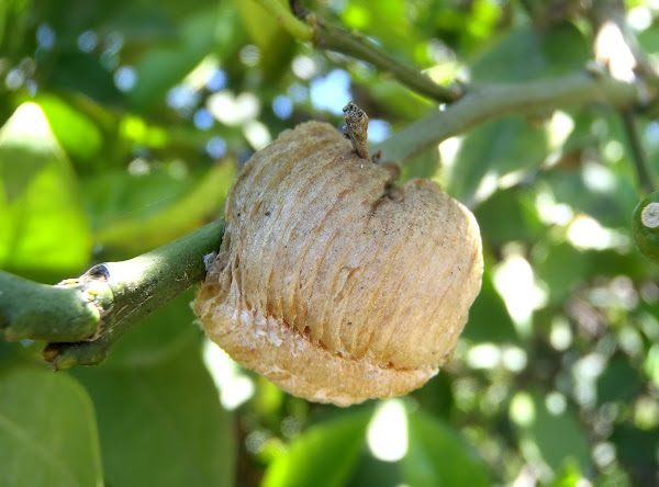 Mantodea eggs package. Paquete huevos mantodea | Project Noah
