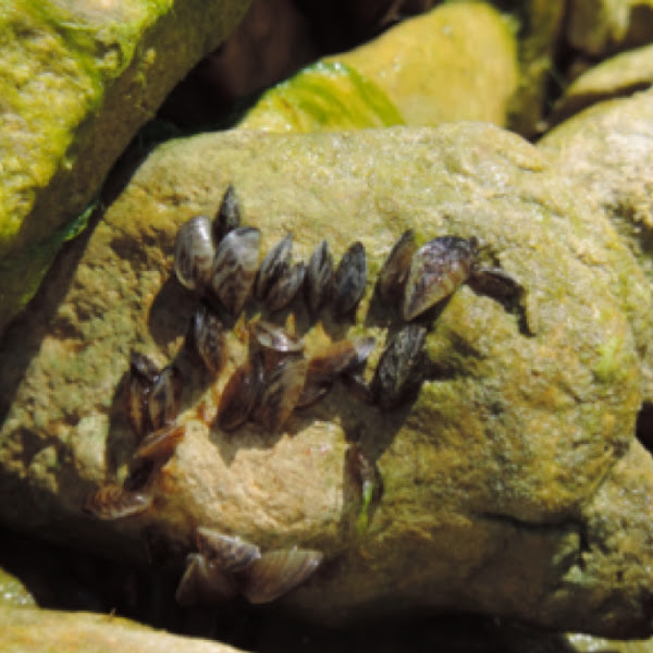 Zebra Mussel | Project Noah