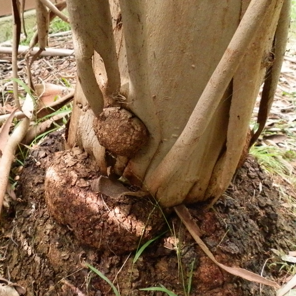 Two Burls and a Lignotuber | Project Noah