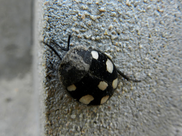 Indian domino cockroach | Project Noah