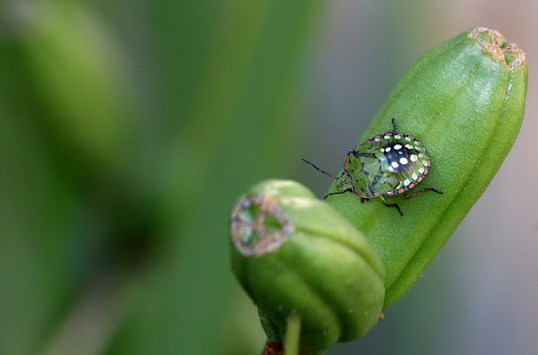 Green Stink Bug Nymph | Project Noah