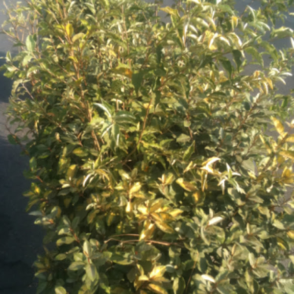 Variegated silverberry - eleagno | Project Noah