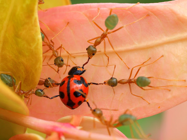 Green Tree Ant | Project Noah
