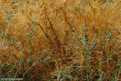 Golden Dodder | Project Noah