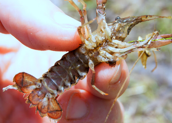 Northern Crayfish | Project Noah