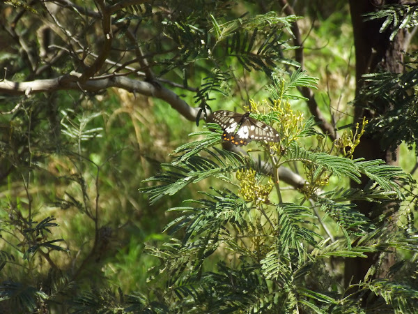 Dainty swallowtail | Project Noah