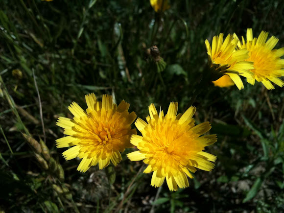yellow hawkweed | Project Noah