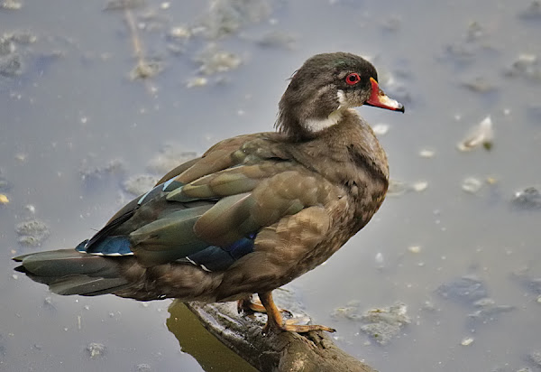Wood Duck | Project Noah