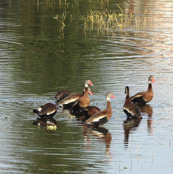 Black-Bellied Whistling-Duck | Project Noah
