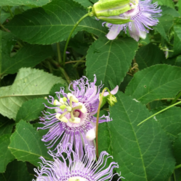 Passionflower | Project Noah