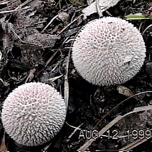 Spiny Puffball | Project Noah