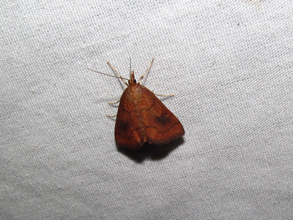 Mint Root Borer | Project Noah