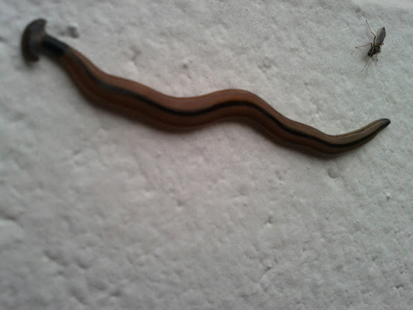 Bipalium | Project Noah