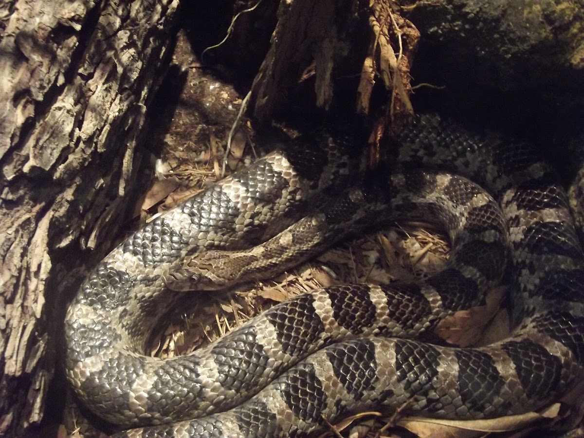 culebra ratonera | Project Noah