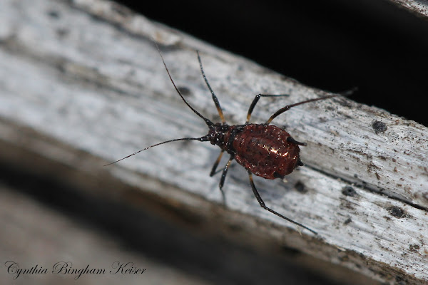 Aphid | Project Noah