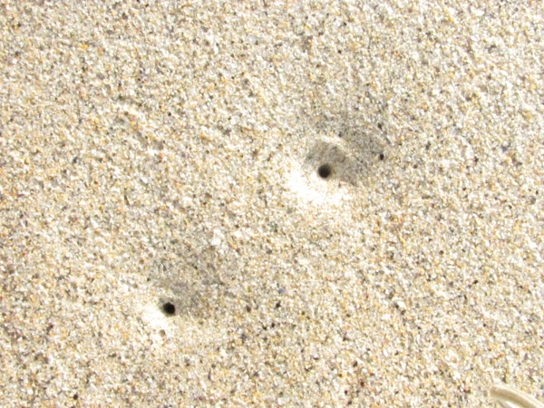 Sand Hopper(?) | Project Noah