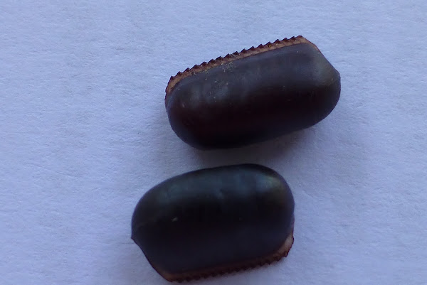 Oriental Cockroach Ootheca | Project Noah