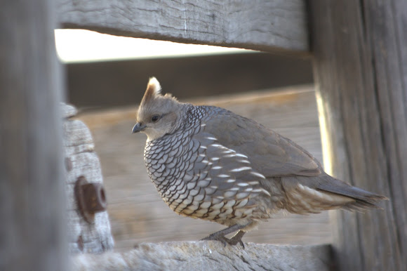 Codorniz escamosa, Scaled quail | Project Noah