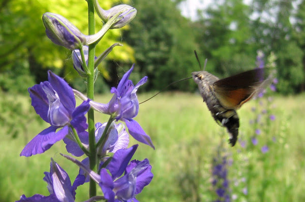 Hummingbird Hawk-moth | Project Noah