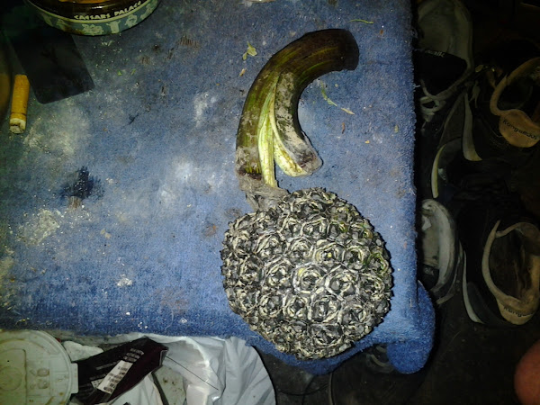 Unknown | Project Noah